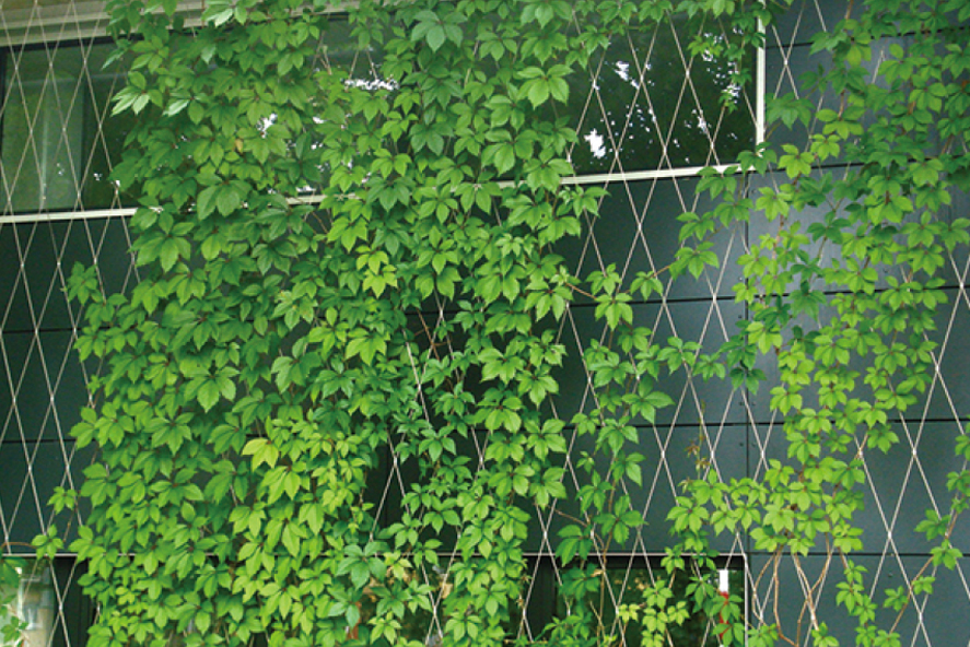 China 316 High Tensile Green Wall Using Stainless Steel Cable Wire Rope ...