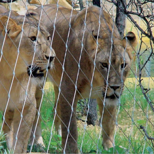 China Lion enclosure mesh factory and suppliers | Gepair mesh